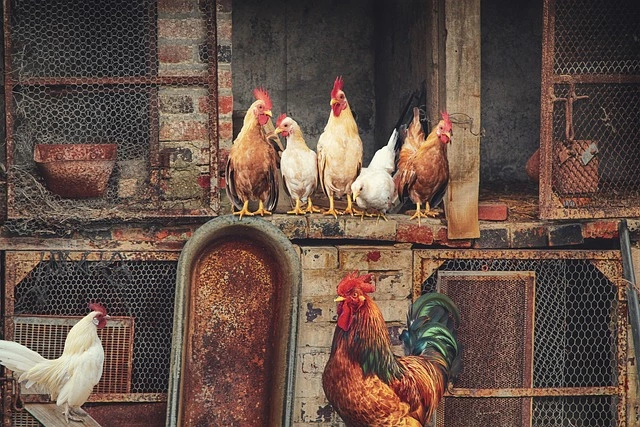 Chicken farming as a career option - CertificationsKart.com